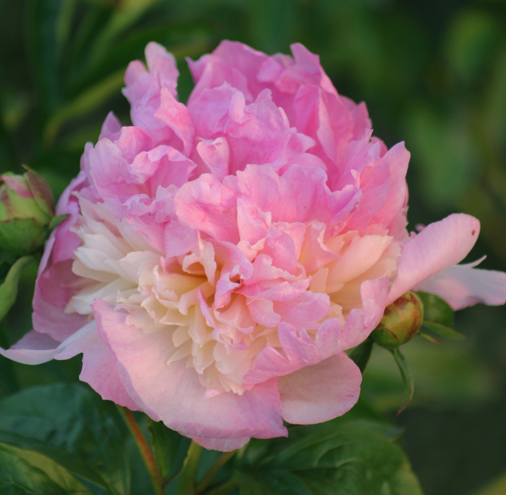 raspberry sundae – Les jardins du Joncquoy